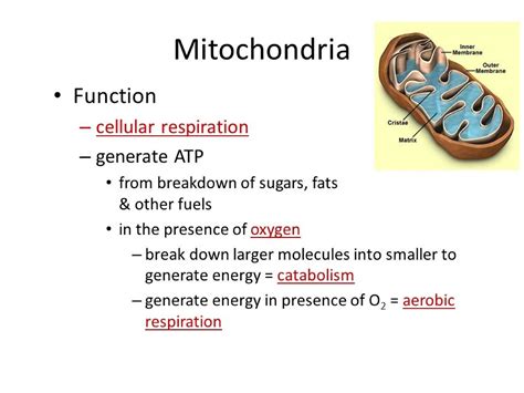Mitochondria Structure And Functions Ppt