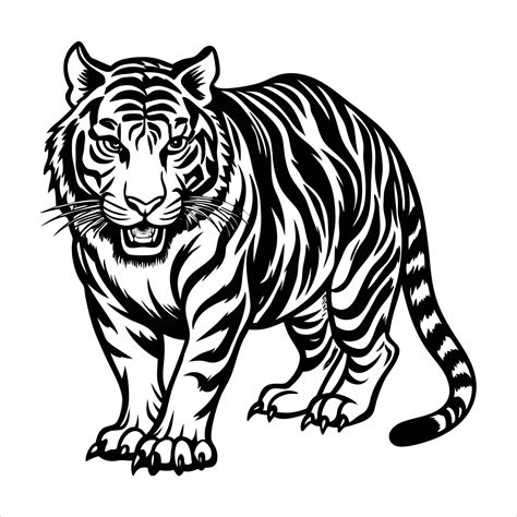 A Crouching Tiger Ready 66597763 Vector Art At Vecteezy A Crouching Tiger Ready 66597763 Vector Art At Vecteezy