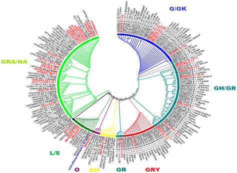 Maximum Likelihood Phylogenetic Tree That Displays The Genetic