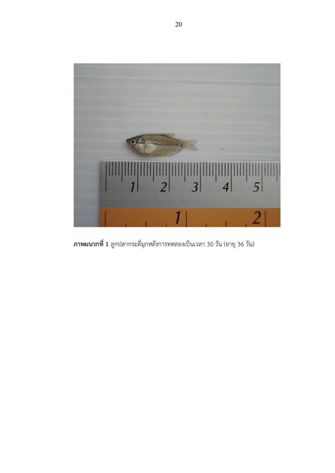 การอนุบาลลูกปลากระดี่มุกวัยอ่อน Bangbo District Public Library หน้าหนังสือ 25 พลิก Pdf