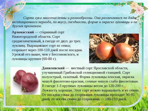 Фиолетовый лук: описание сортов, полезные свойства, как хранить и когда ...