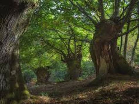 El Incendio En Liébana Ha Afectado A Tres Castaños Milenarios De Pendes