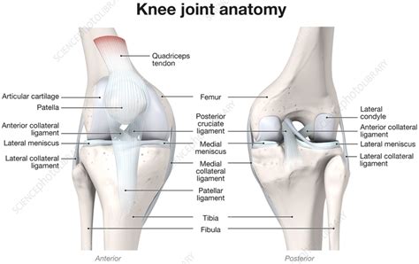 Knee Joint Anatomy Illustration Stock Image F0433810 Science