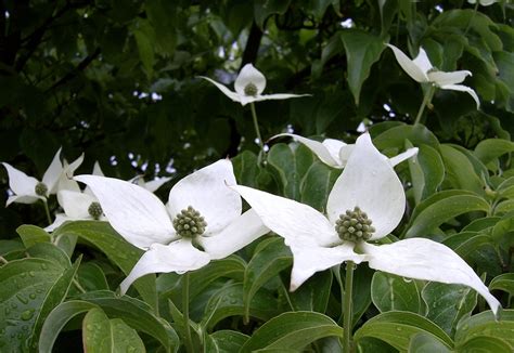 Cornus Florida