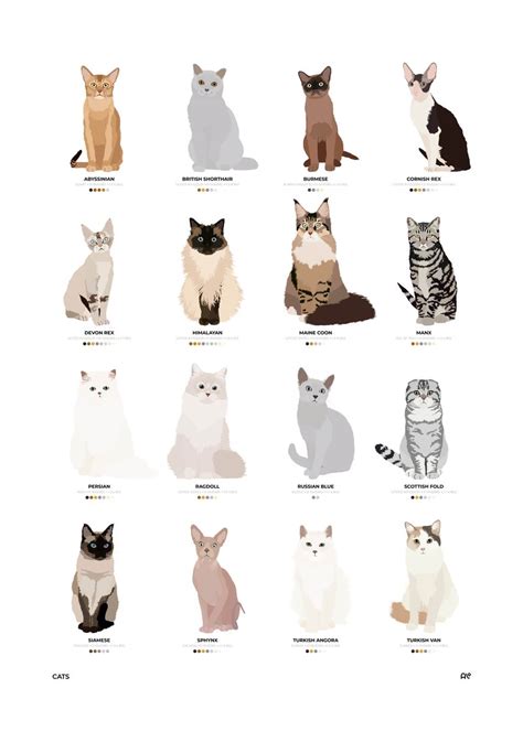 Cat Breed Chart