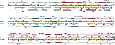Structure Based Sequence Alignment Of Human And Pmevalonii Hmgr Pdb