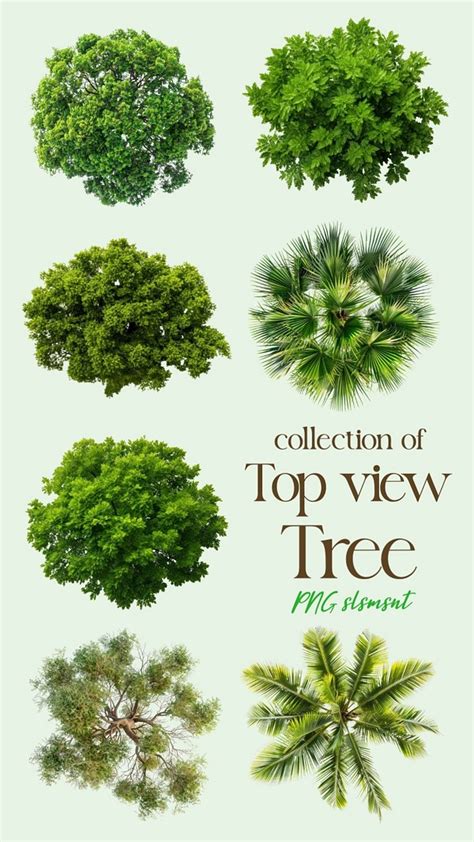 Editable Top View Tree Design Premium Editable Design Rawpixel