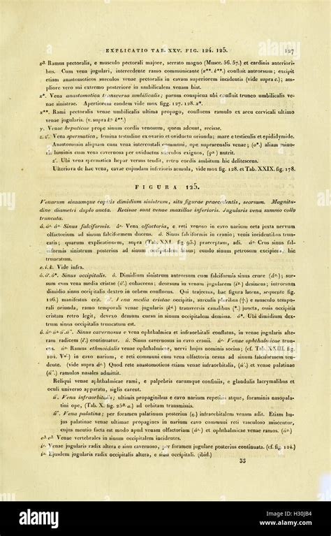 This Work Focuses On The Anatomy Of The European Tortoise Offering