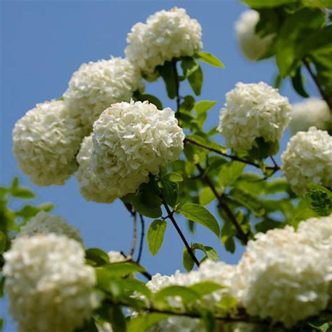 Viburnum Macrocephalum And Chinese Snowball Seeds Heyou Seeds