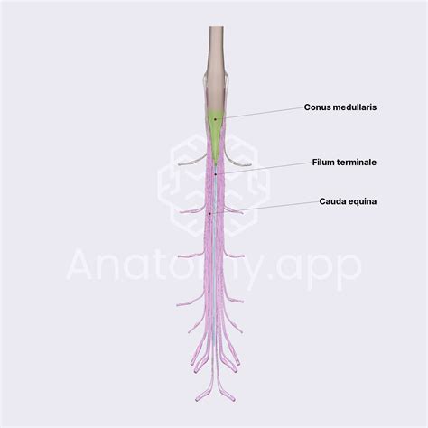 Filum Terminale 29 Filum Terminale Lipoma Radiology Key