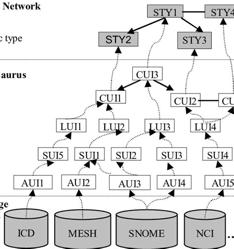 Struture Of Umls Semantic Network And Metathesaurus Download