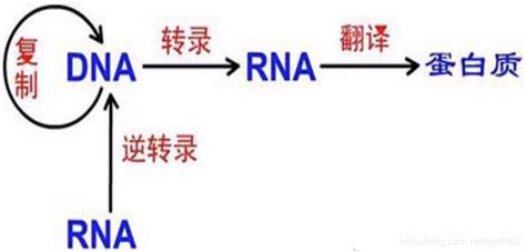 Rna Seq生物分析学习 Rna Seq介绍 Csdn博客