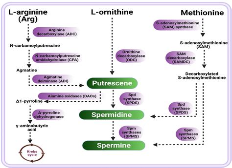 Frontiers Versatile Roles Of Polyamines In Improving Abiotic Stress