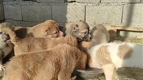 იყიდება ქართული ნაგაზის ლეკვები საგვარეულო ნუსხით ქართული ნაგაზი