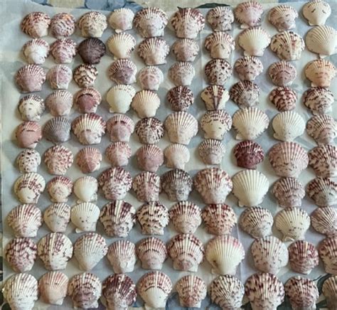 Lot 50 Calico Small Scallop Sea Shells 1 Or Less Etsy