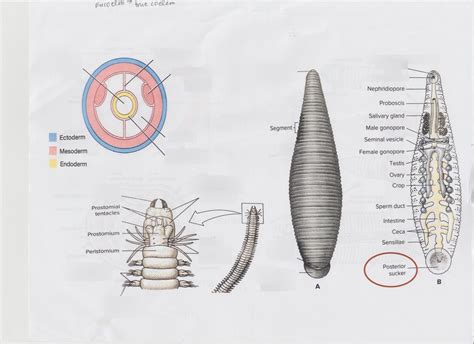 Zoology Exam 1 Phylum Annelida Diagram 2 Diagram Quizlet