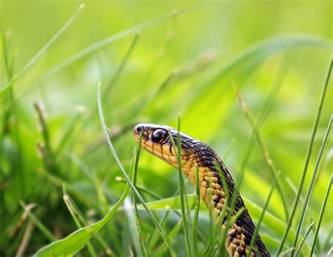 Premium Photo Close Up Of An Snake On Grass