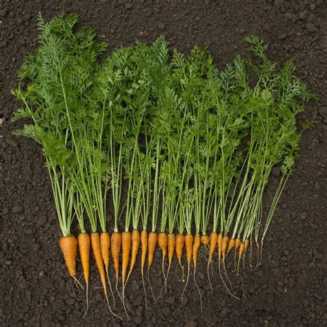 Seed Organica Garden Seeds For Home Gardening In The Usa