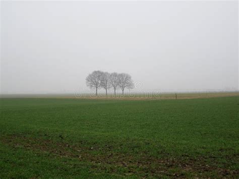 Four Trees An Autumn Quartet Stock Image Image Of Lonely Four
