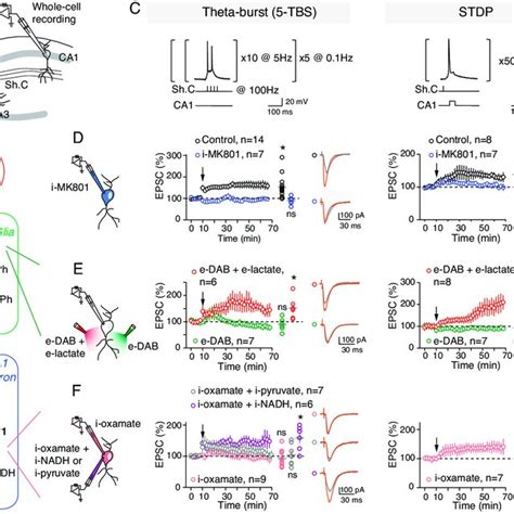 5 Tbs Ltp And Stdp Ltp Rely Differently On Neuronal Lactate A Download Scientific Diagram