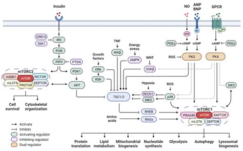 Mtor Signaling Network And Cyclic Nucleotide Dependent Protein Kinase Download Scientific