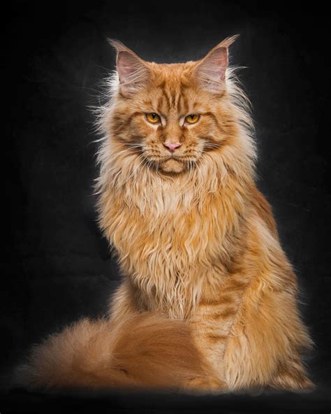 Giant Maine Coon Cats