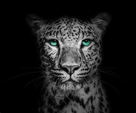 Australias Leading Artificial Intelligence Company Kodora