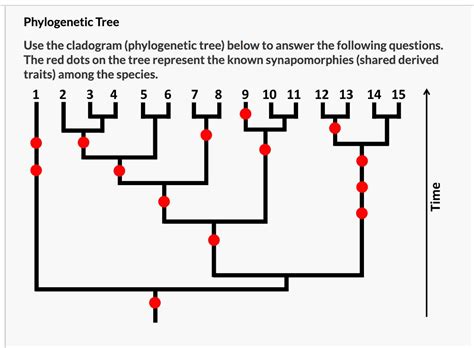 Solved How Many Of ﻿the Synapomorphies Are Shared Between