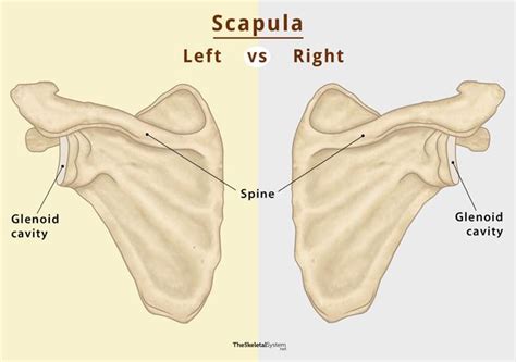 Right Vs Left Scapula Scapula Shoulder Blade Fractures Orthoinfo