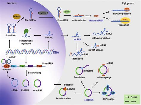 biogenesis and functions of mirnas lncrnas and circrnas mirnas are