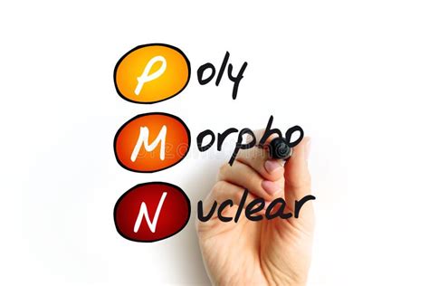 Pmn Polymorphonuclear Having A Nucleus With Several Lobes And A