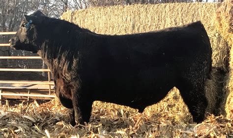 Obrien Angus Farms Bulls For Sale