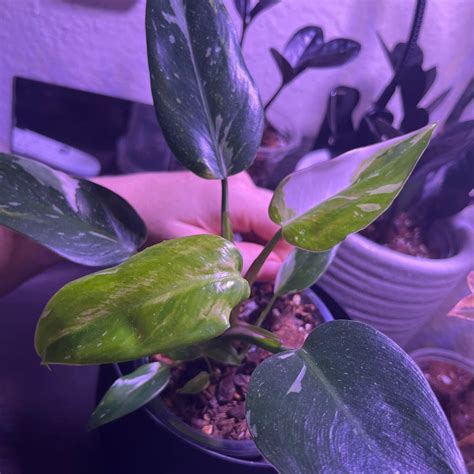 Philodendron Red Moon Plant Care Water Light Nutrients Greg App 🌱