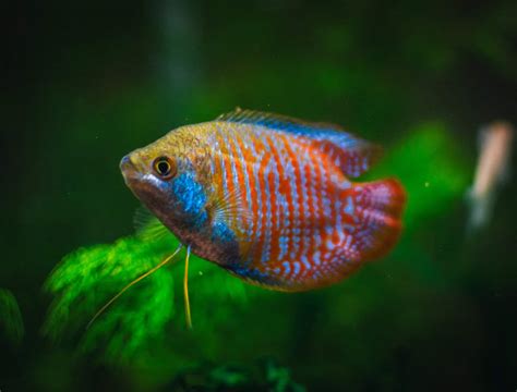 Stocking Aquarium Archives Aquariadise