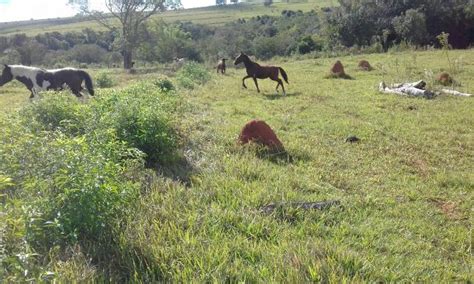 Potranco Rosilho 🥇 【 Ofertas 】 Vazlon Brasil