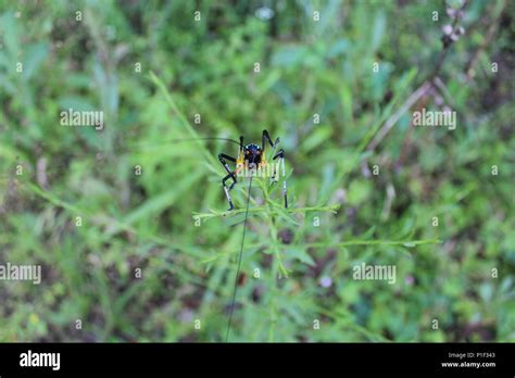 This Picture Shows A Beautiful Grasshopper In A Pre Jumping Position This Picture Shows A Beautiful Grasshopper In A Pre Jumping Position