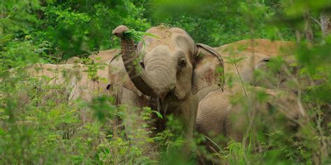 Top 10 Best Taman Negara Wildlife What You Can Expect To See