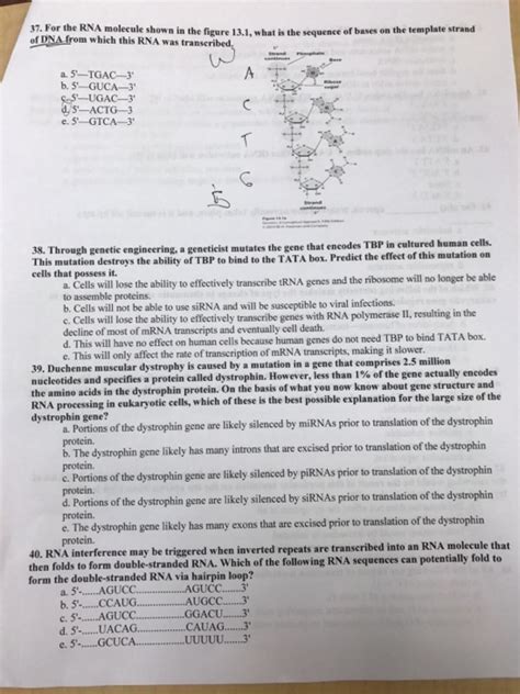 Solved For The RNA Molecule Shown In The Figure What Chegg