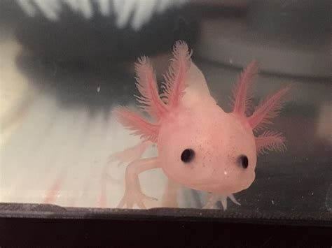 Cute Axolotl Wallpapers Wallpaper Cave