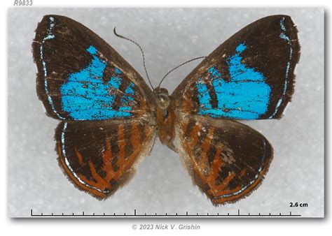 Argyrogrammana Caerulea Type Specimens