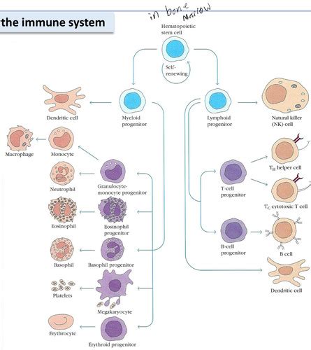 Cells And Organs Of The Immune System Flashcards Quizlet