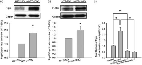 Regulation Of P Glycoprotein Expression In Brain Capillaries In Huntingtons Disease And Its