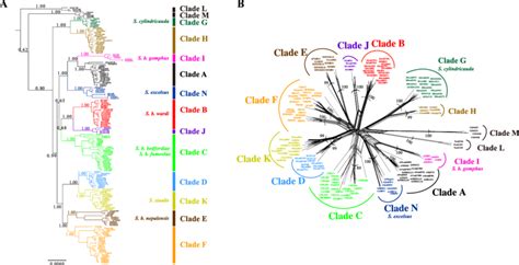 A Bayesian Phylogenetic Analyses For The Striped Back Shrew Group Download Scientific Diagram
