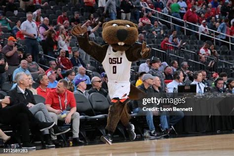 Benny The Beaver Photos And Premium High Res Pictures Getty Images
