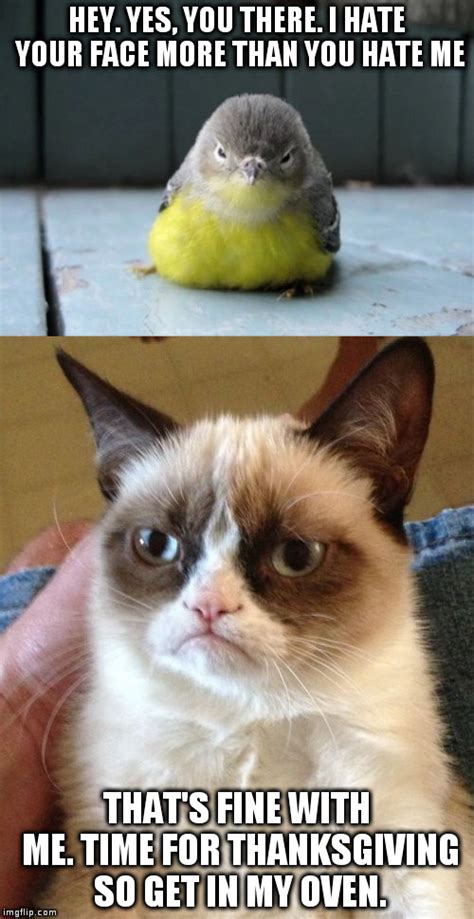 Grumpy Cat Yes Meme