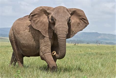 From Toenails To Tiptoes Understanding Elephant Foot Anatomy A Z Animals