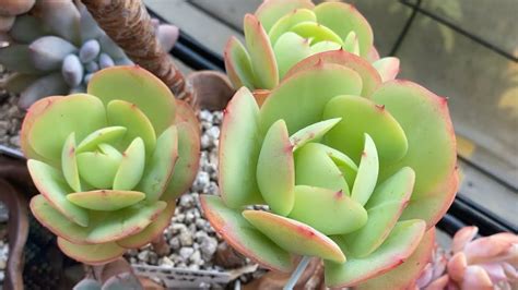 둥근잎비취후리데 이렇게 이뻐졌어요프리즘 레온나이트바닐라비스 펀퀸호빗당인아메스트로 등~걸이대 다육이들 구경하세요~~💕 Youtube