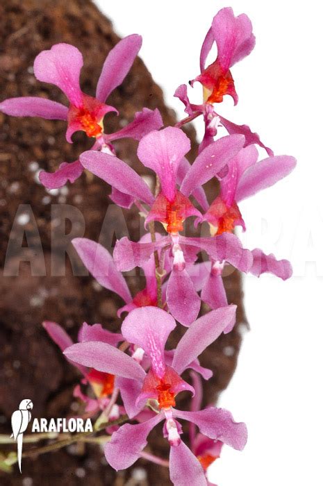 Araflora Exotic Flora And More Orchid Oncidium Coloratum X Ornithorhyncum