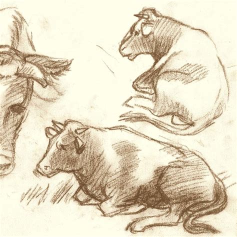 Bull Drawing Reference And Sketches For Artists