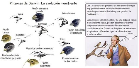 Descubre Los Ejemplos Más Impactantes De La Teoría De Darwin Y Wallace